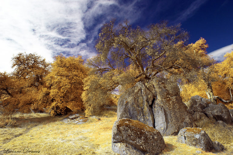 The 550nm Infrared Filter for a Colorful Photography